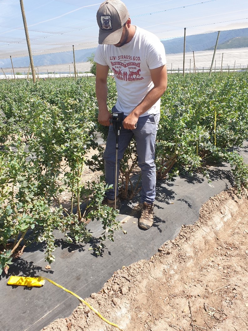 Enhancing Blueberry Cultivation without Chemicals