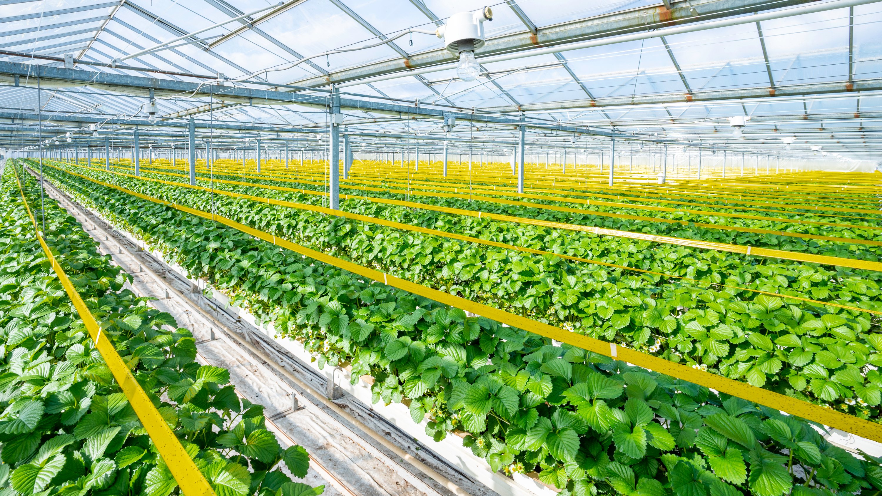 What are Nanobubbles? | Moleaer