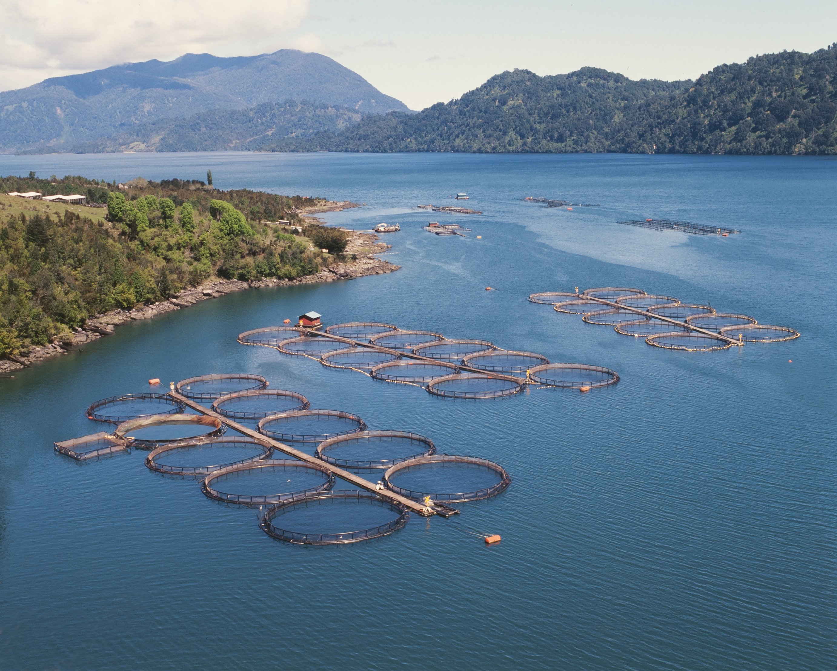 Aquaculture Nanobubble Technology | Moleaer