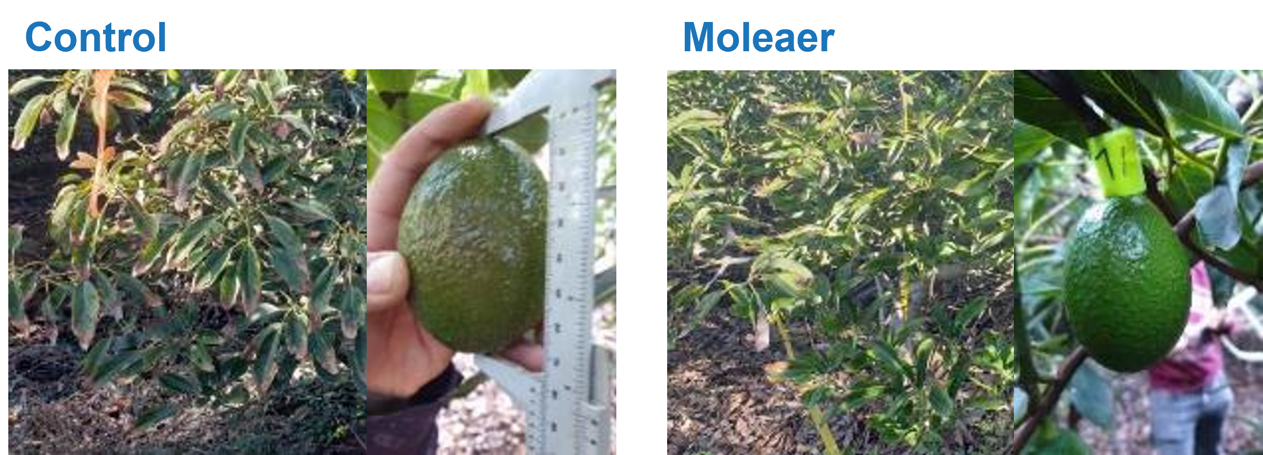 Combat Root Anoxia in Avocado Trees with Nanobubble Technology