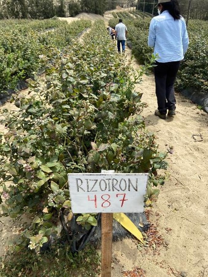 Enhancing Blueberry Cultivation without Chemicals