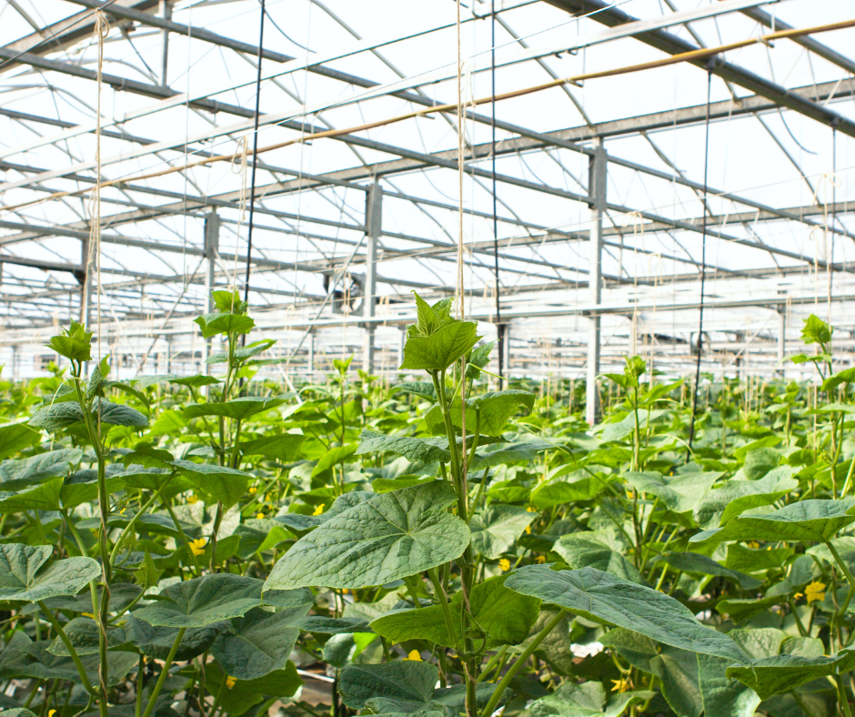 How to Optimize Large-Scale Production for Greenhouse Cucumbers