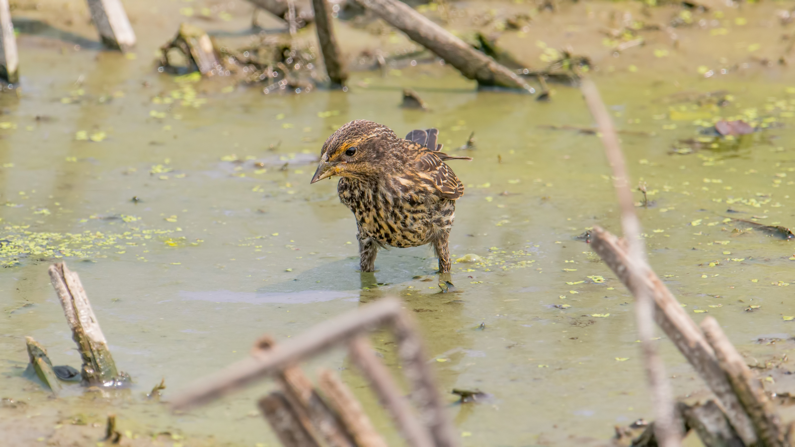 Nanobubbles Redefine Muck Control Strategies