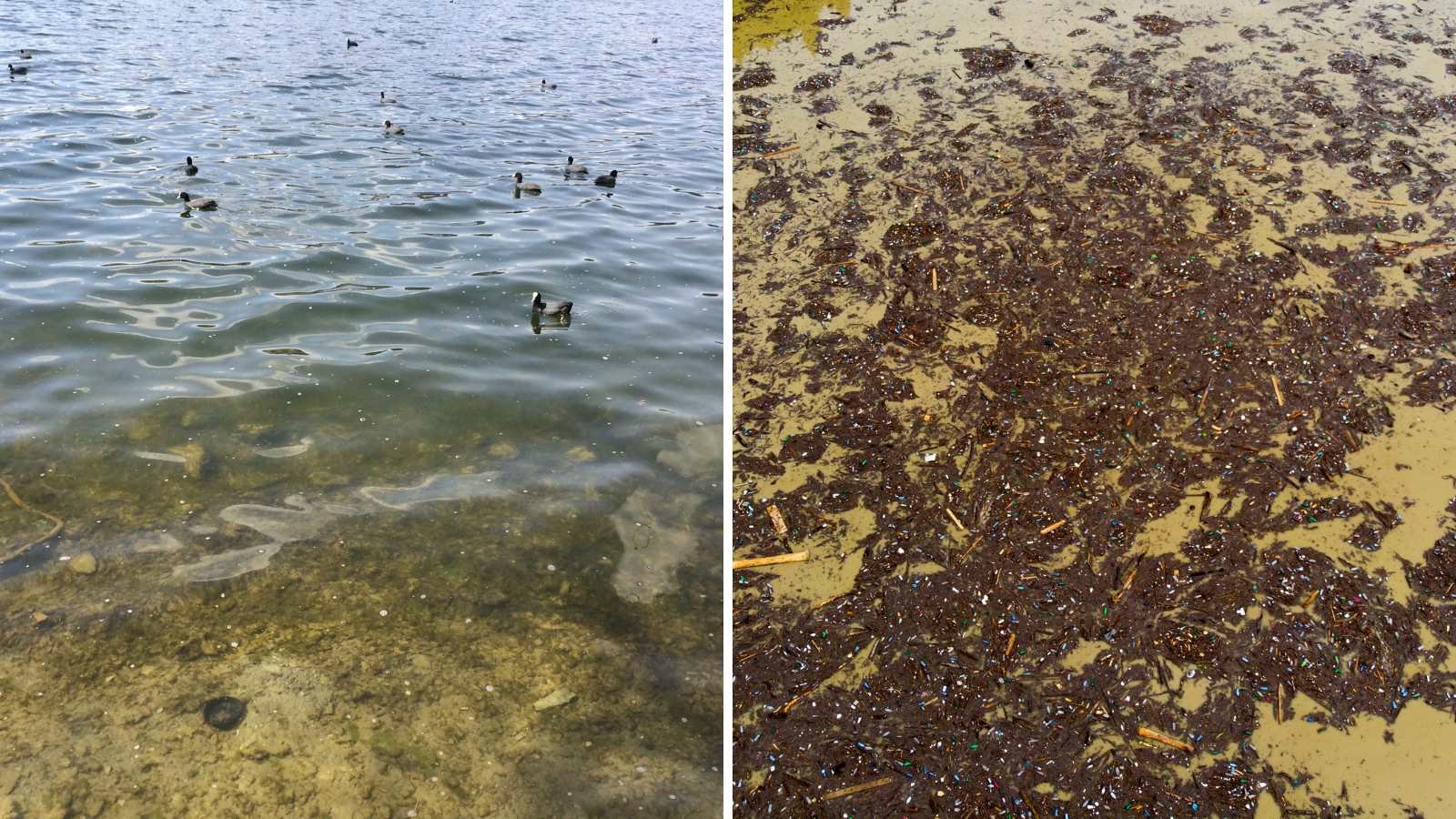 What is Muck and How to remove it Sustainably for Lakes and Ponds?